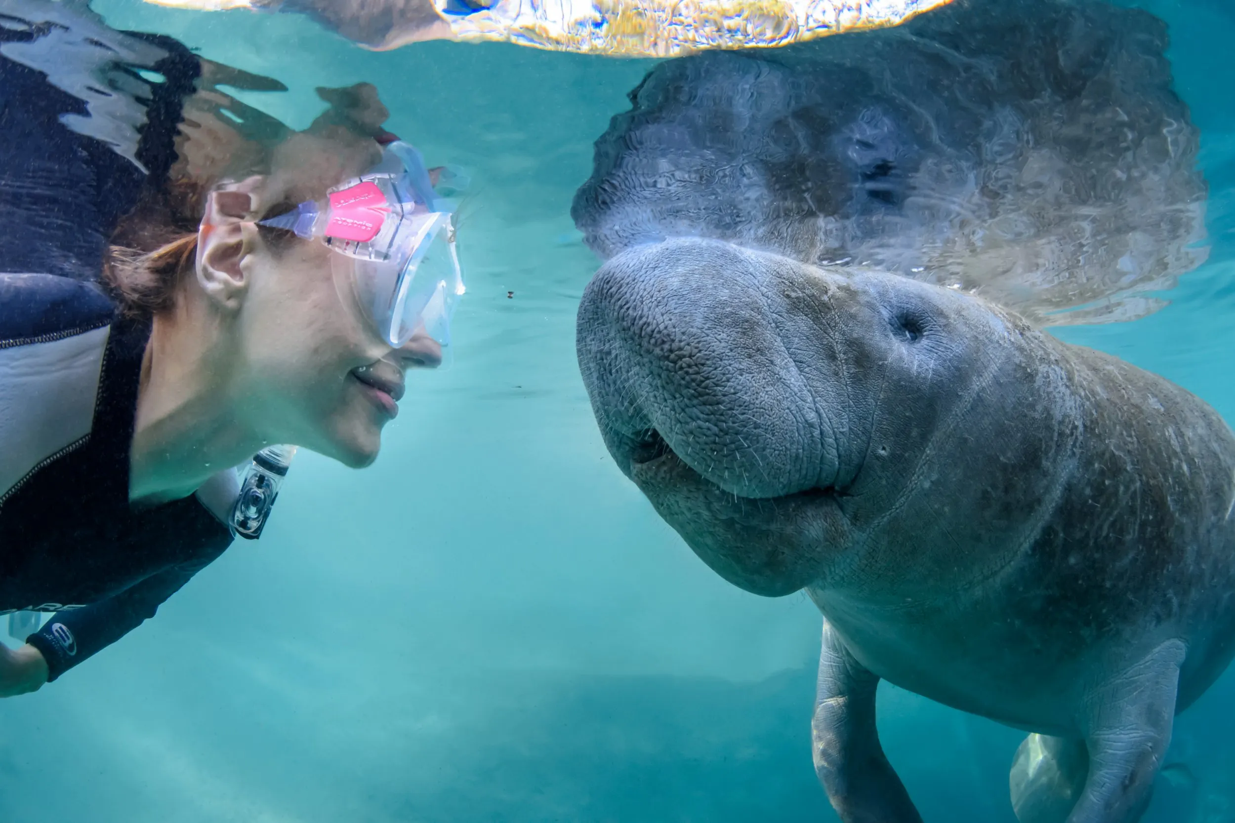 How to Experience The Florida Manatee Season on The Nature Coast ...