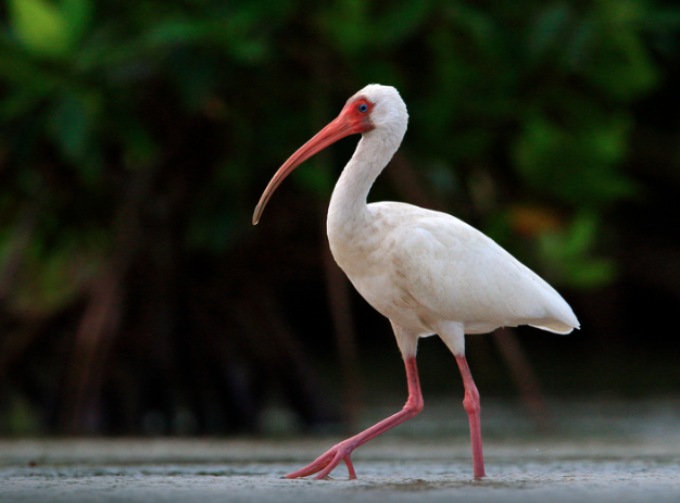 25 Common Birds in Florida: Identification Guide - Chasing Adventure